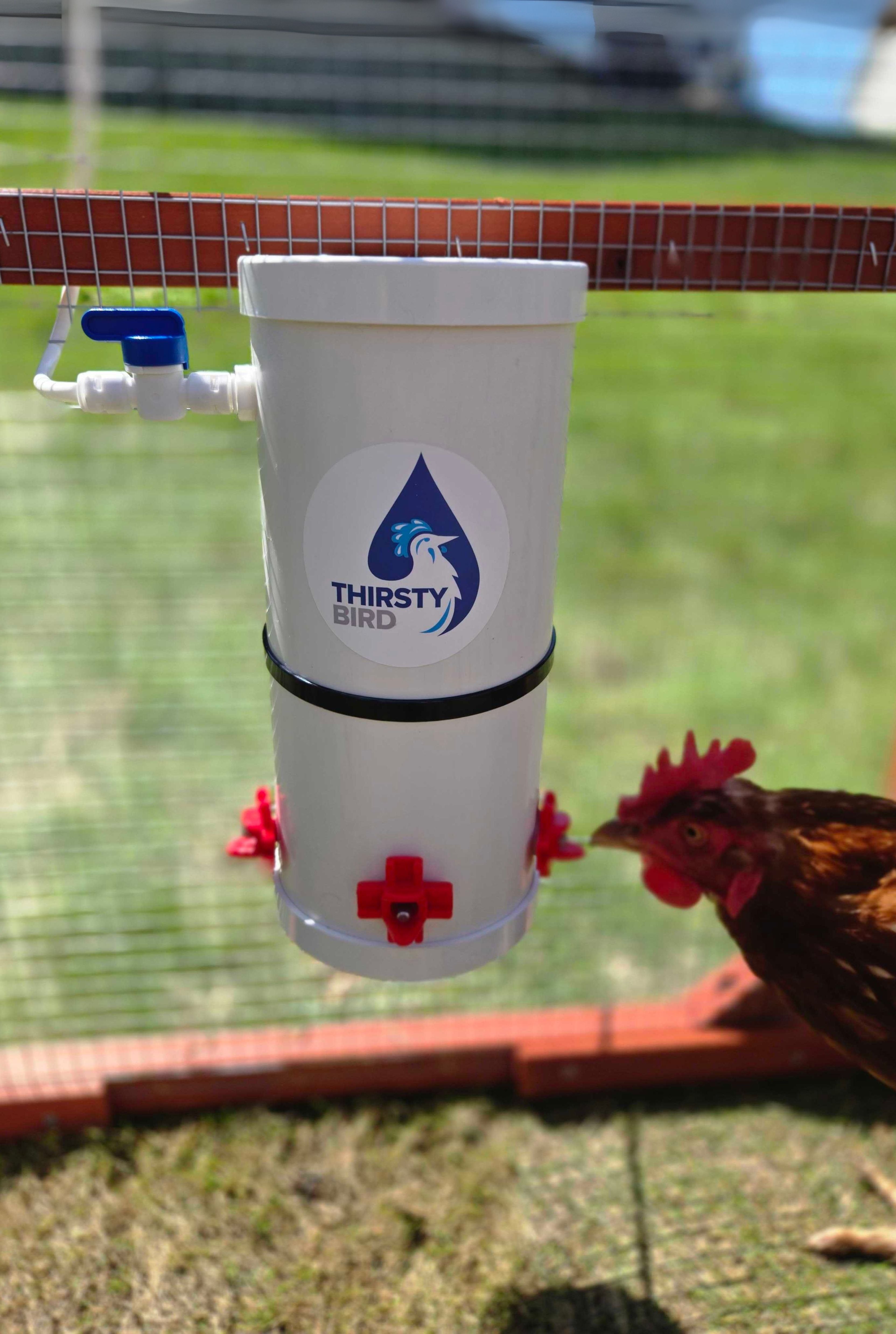 Best Chicken Waterer | Chicken Coop Water Dispenser - Free Shipping