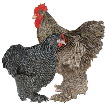 Best Chicken Breeds - The Complete List - Pictures included!