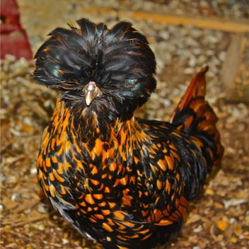 Golden Laced Polish Chicken