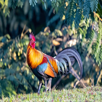 Complete List of Best Chicken Breeds - Pictures included!