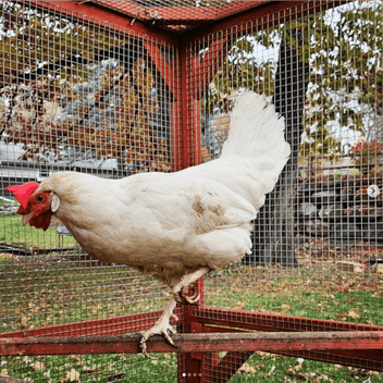 Pre-Built/Pre-Made Chicken Coops | The Chicken Coop Company