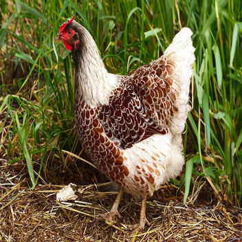 Best Chicken Breeds - The Complete List - Pictures included!